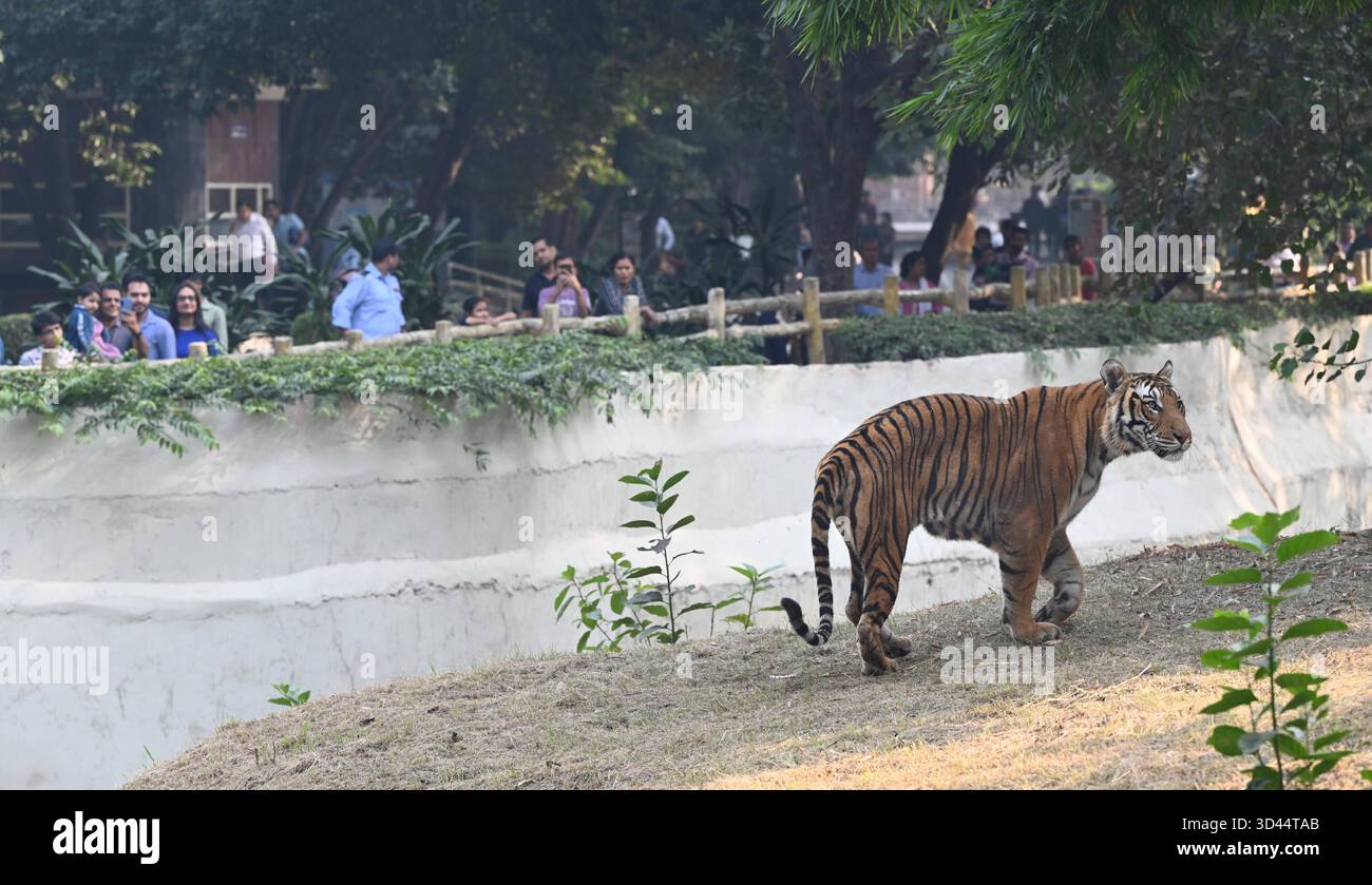 NEW DELHI, INDIA - NOVEMBER 8: A Bengal Tiger seen at the National ...