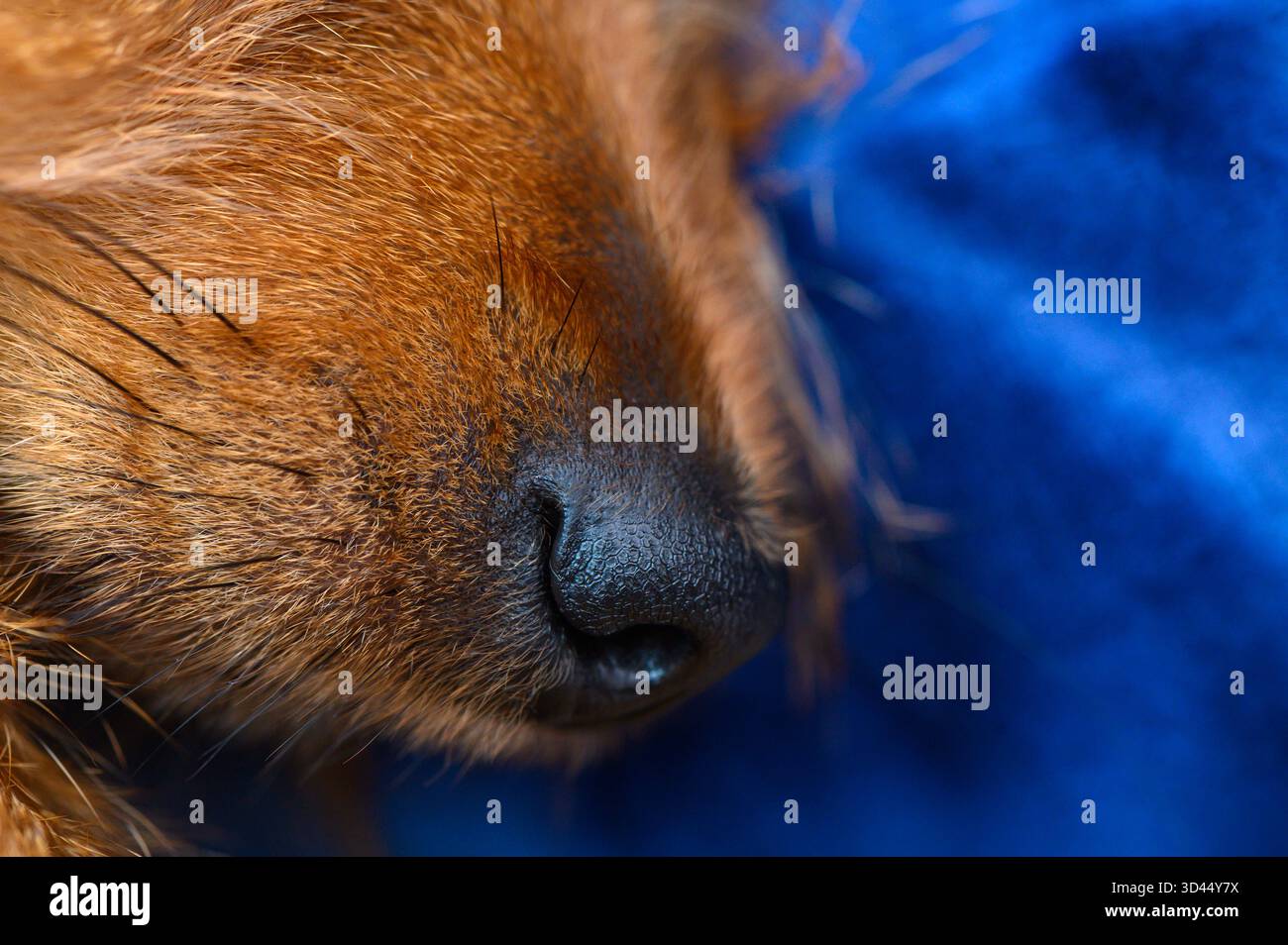Macro shot of wet black nose of red pinscher with long white vibrissae ...