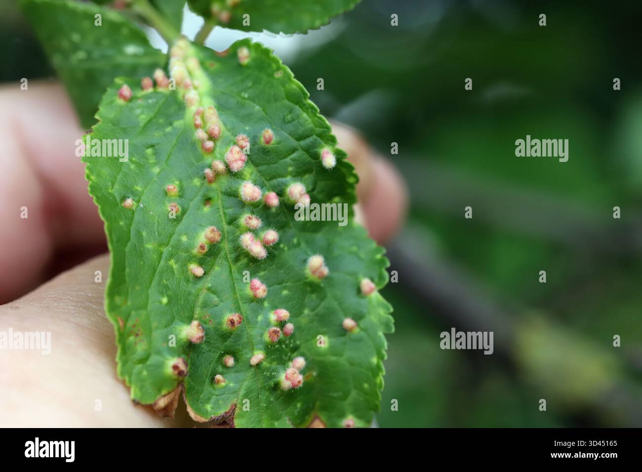 Galls on leaves developed by gall mites of Eriophyidae family. Damage ...