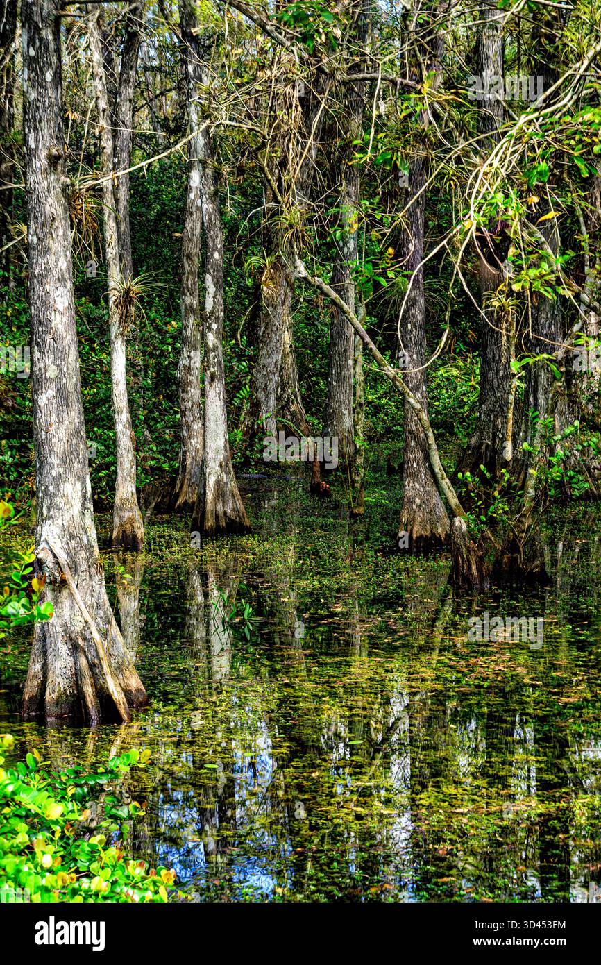 Big cypress park hi-res stock photography and images - Alamy