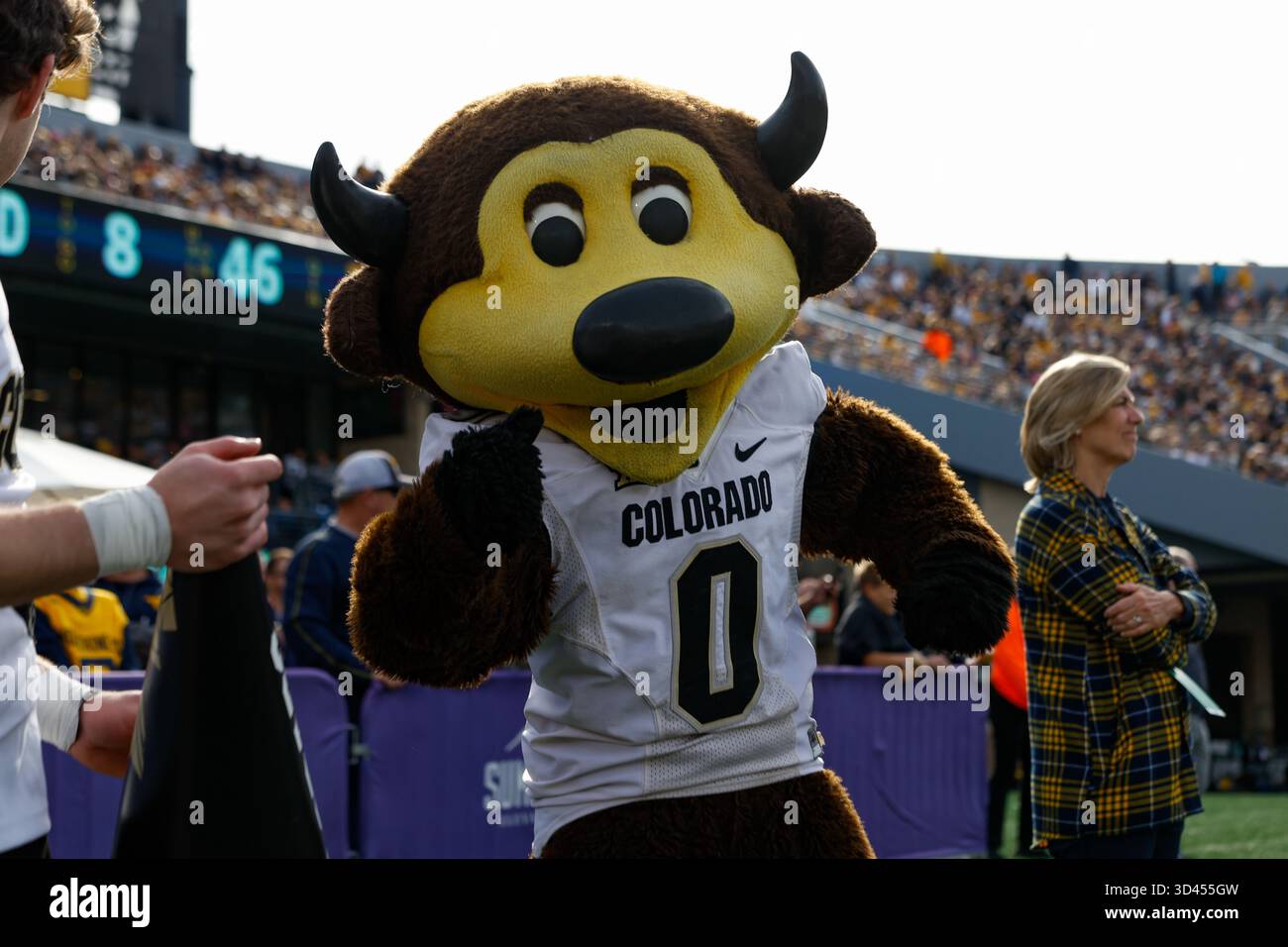 November 8, 2025: Colorado Buffaloes mascot Chip celebrates during the ...
