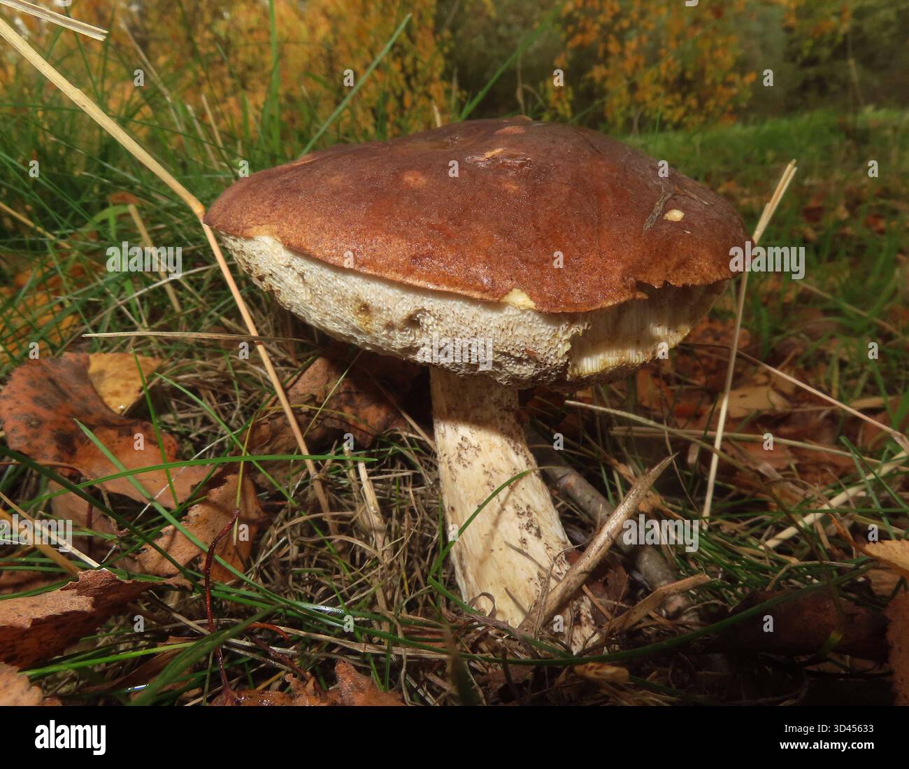 Birkenpilz im Herbstlaub unter seiner Birke Birkenpilz im Herbstlaub ...