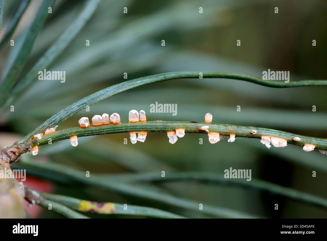 Coleosporium tussilaginis is a species of rust fungus in the family ...