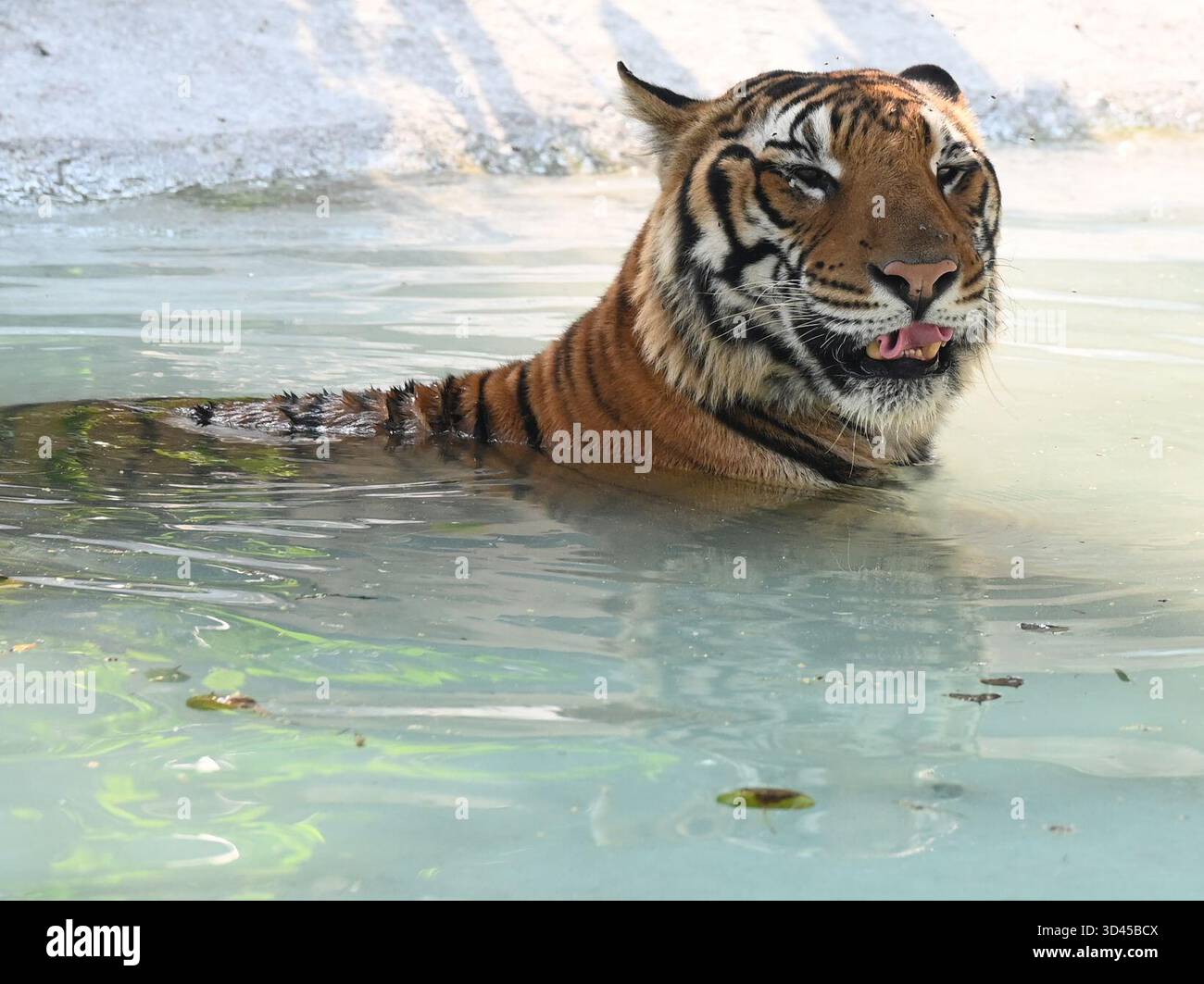 NEW DELHI, INDIA - NOVEMBER 8: A Bengal Tiger seen at the National ...