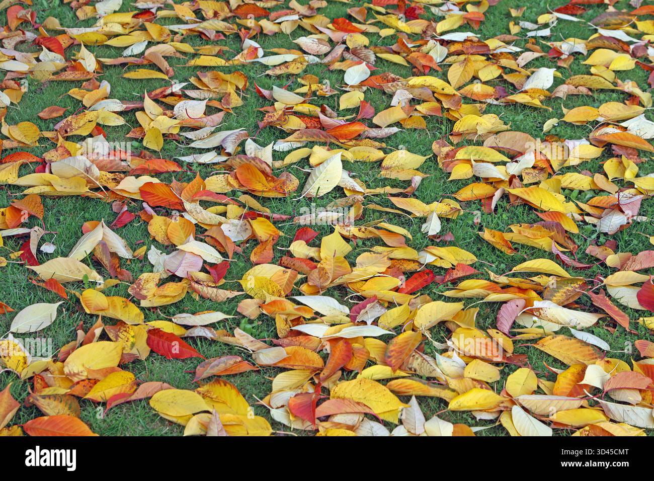 Zierformen der Kirsche Das bunte Herbstlaub der Japanischen Blütenkirsche liegt auf einer ...