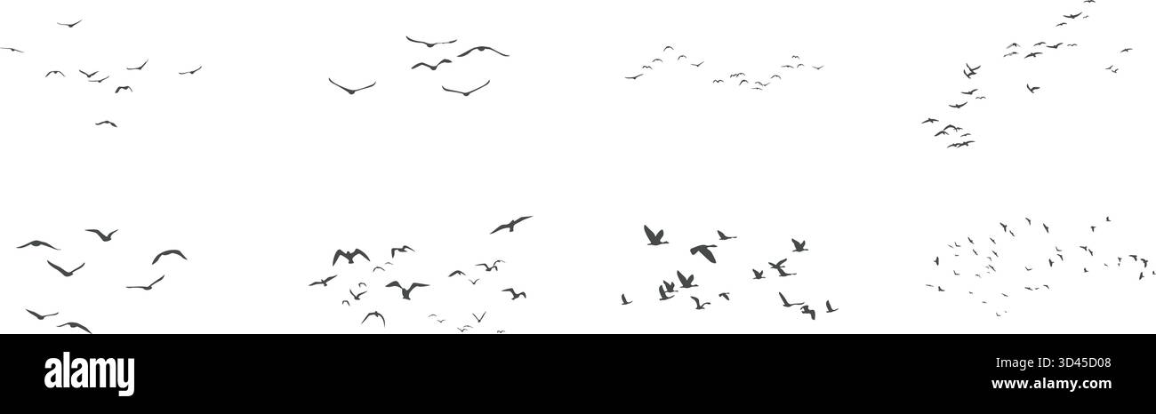 Bird swarm Black and White Stock Photos & Images - Alamy