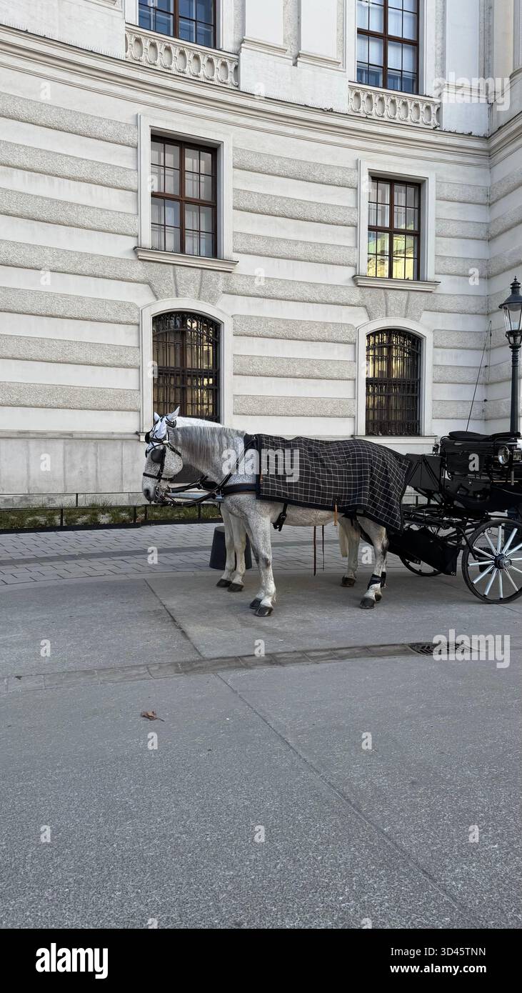 Elegant Horse and Carriage In Front of Historic Building in Vienna. A ...