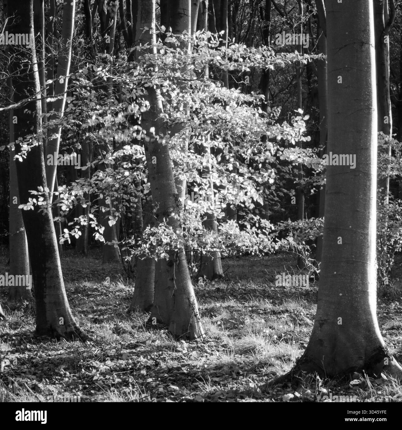 Red leaves colour Black and White Stock Photos & Images - Alamy