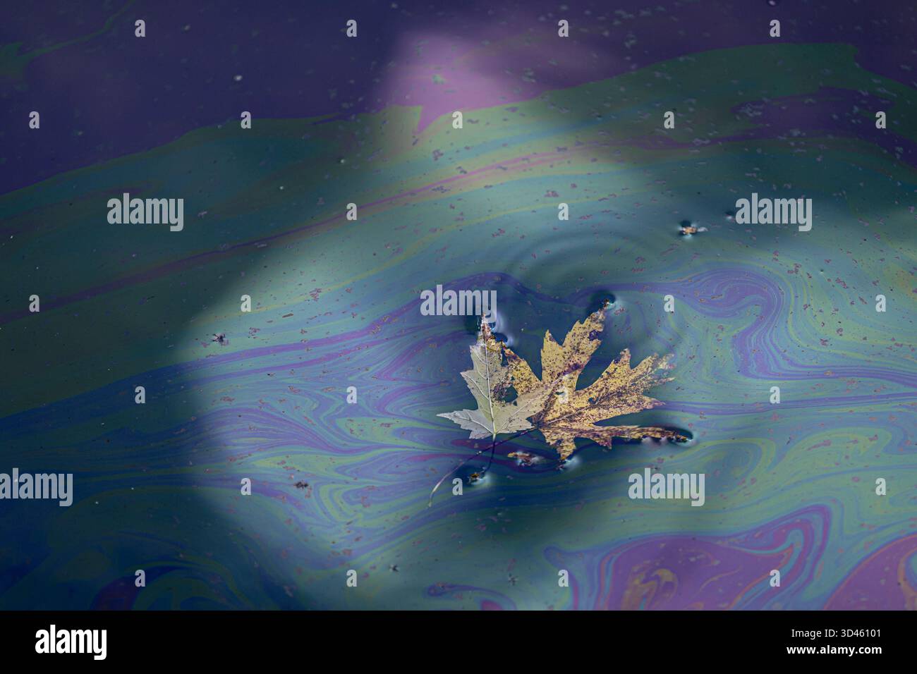 A leaf floats in oil runoff from the UPS plane crash in a waterway ...
