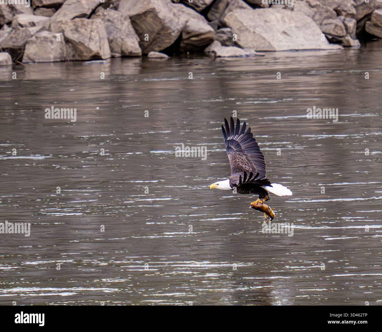 Mature bald eagle fishing hi-res stock photography and images - Alamy