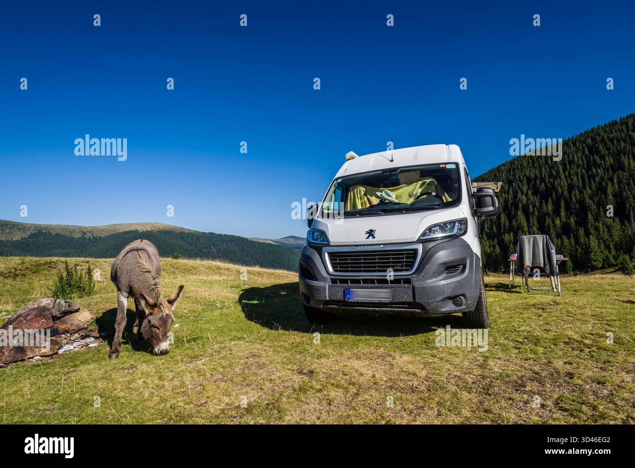 Ein Esel Equus asinus asinus steht auf einer Wiese in den Bergen neben ...