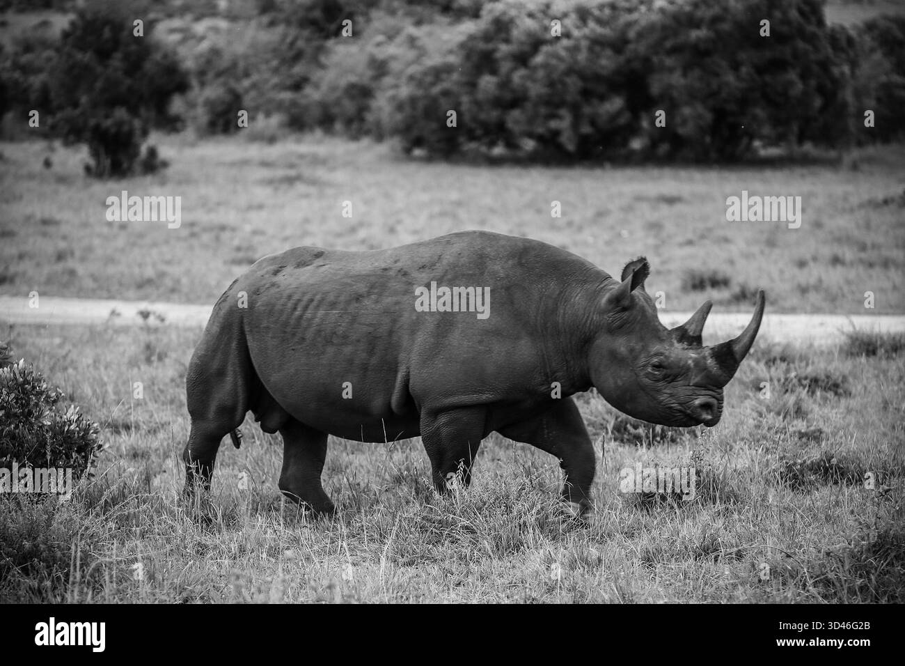 Wild black rhino grazing peacefully in the vast African savanna ...