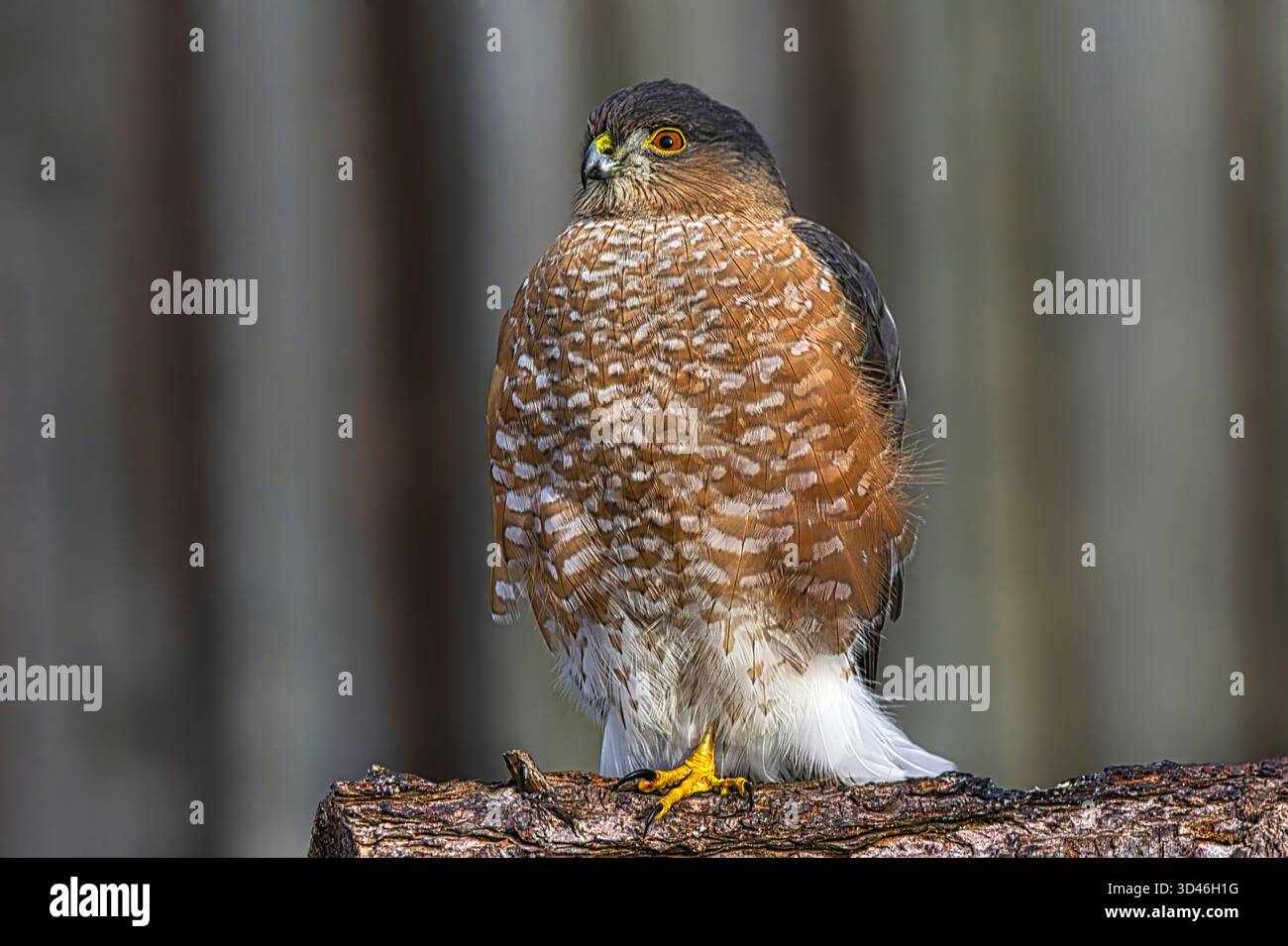 Sharp Shinned Hawk, aka Sharpie Stock Photo - Alamy