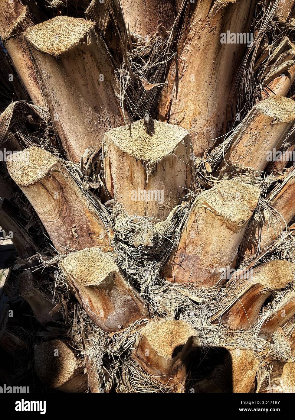 Palm tree fronds growth hi-res stock photography and images - Alamy