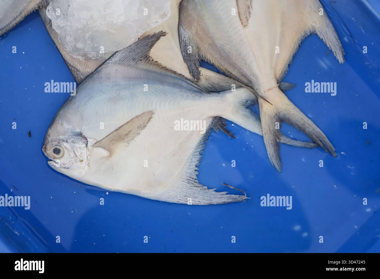 Palometa plateada hi-res stock photography and images - Alamy