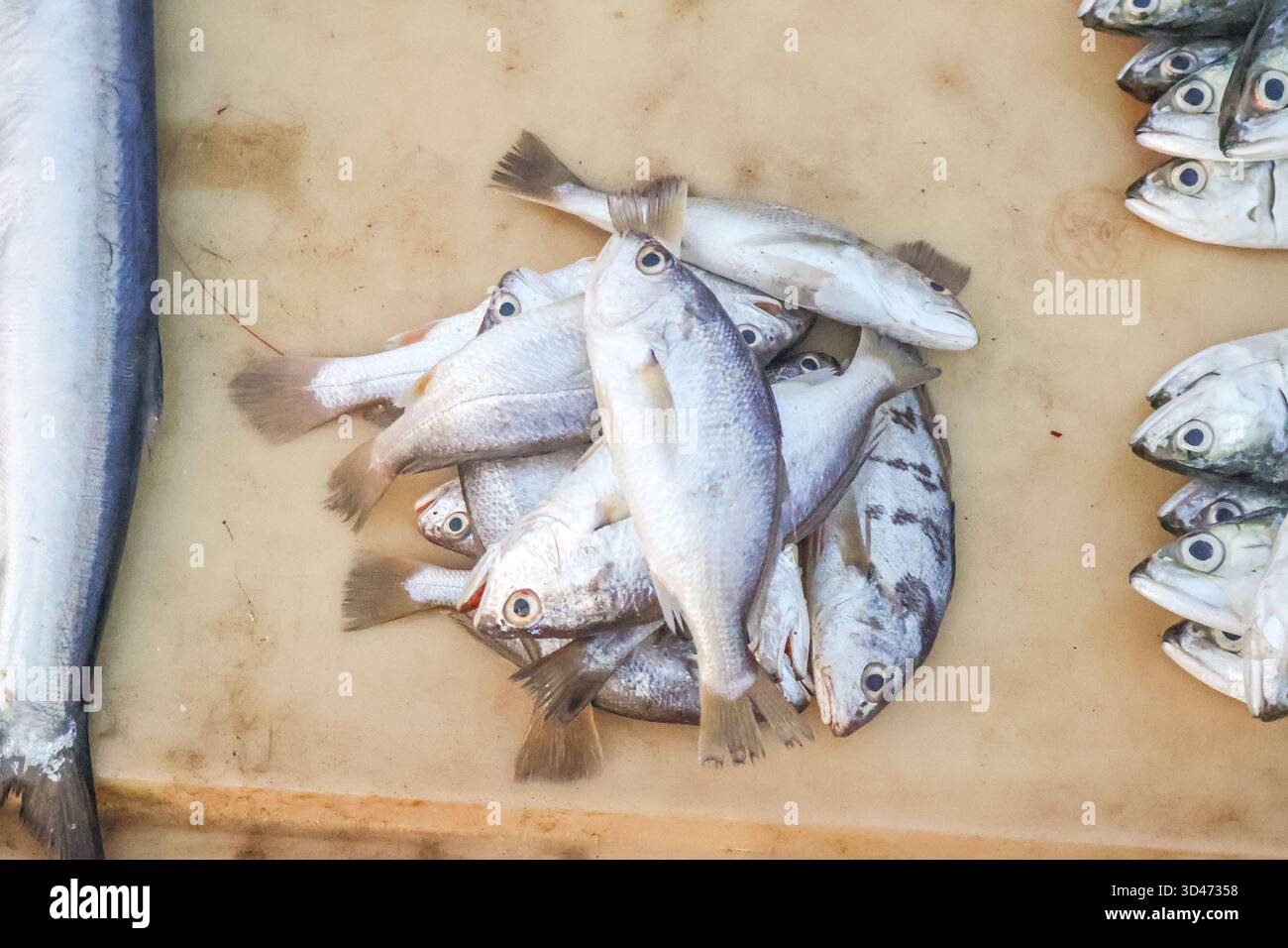 Long finned croaker hi-res stock photography and images - Alamy