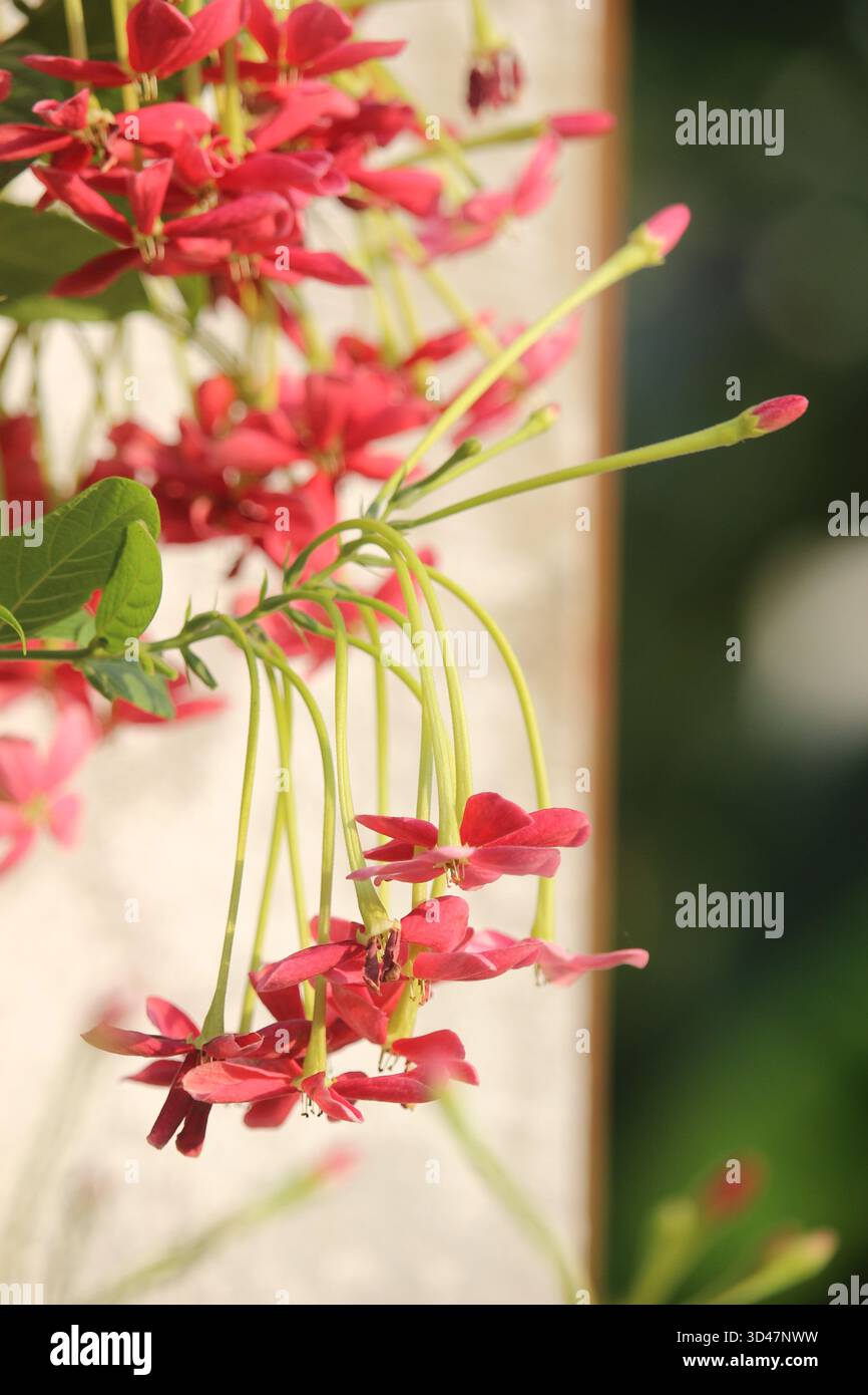 Combretum hi-res stock photography and images - Alamy