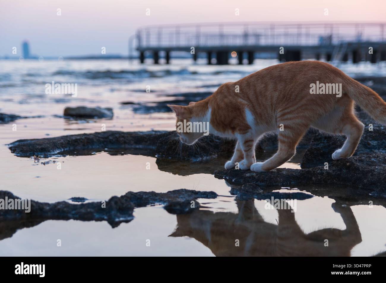 Beautiful cyprus cat beach hi-res stock photography and images - Alamy