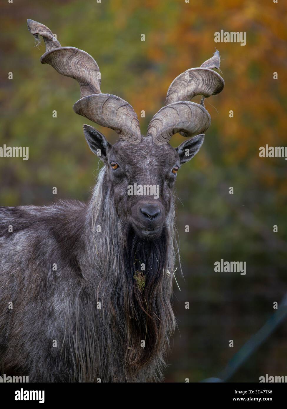 Bukharan markhor (Capra falconeri heptneri), also known as the Turkomen ...
