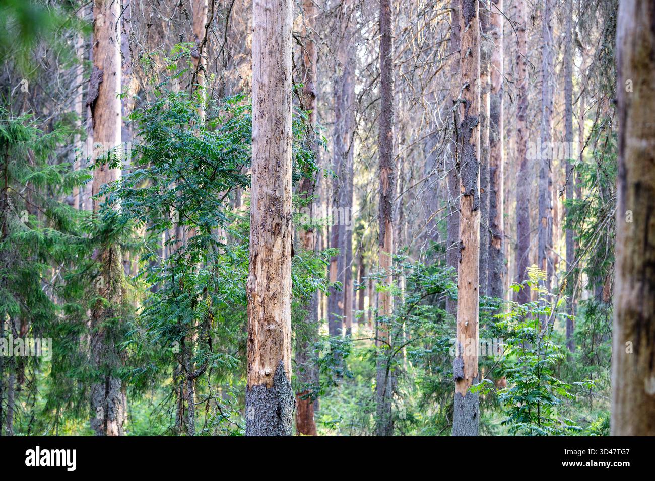 Spruce forest destroyed after bark beetle attack, dried dead adult pine ...