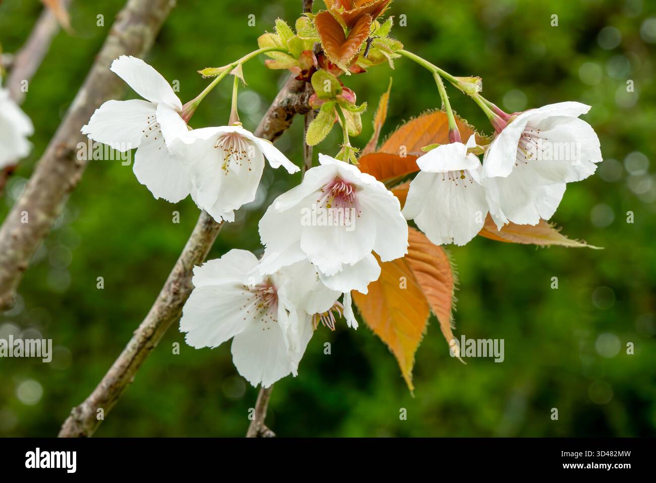 Prunus Tai-haku a spring flowering cherry tree plant with white flower ...