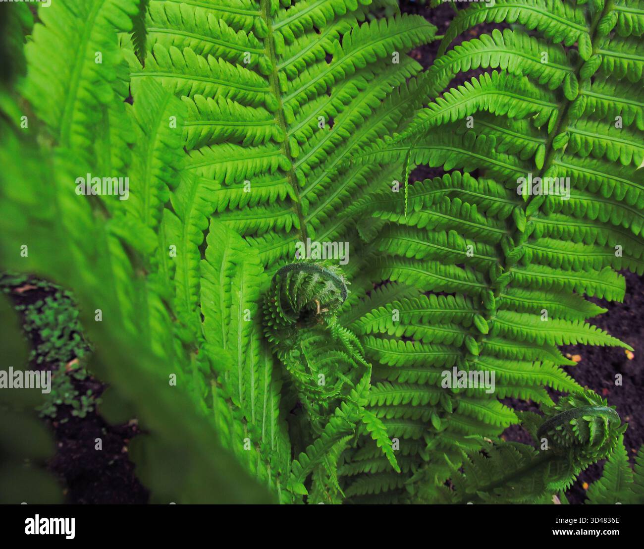 Larger stalk hi-res stock photography and images - Alamy