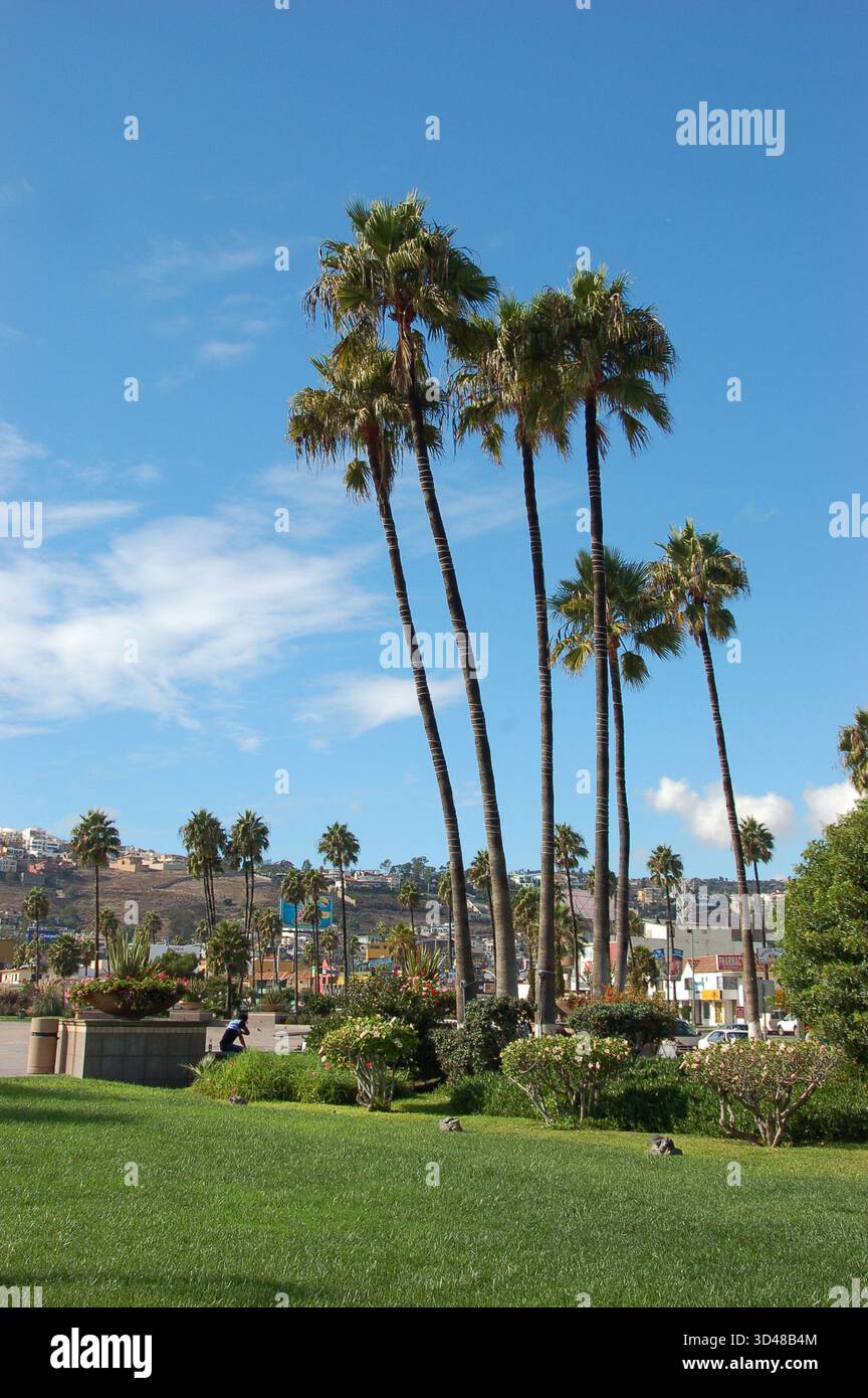 Tall, slender palm trees rise above a green park under a bright blue ...