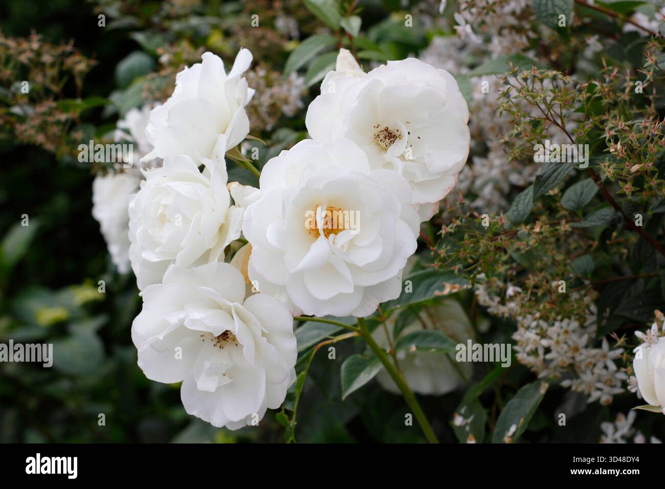 White double flowers of Rosa Iceberg, a bushy, floribunda shrub rose ...