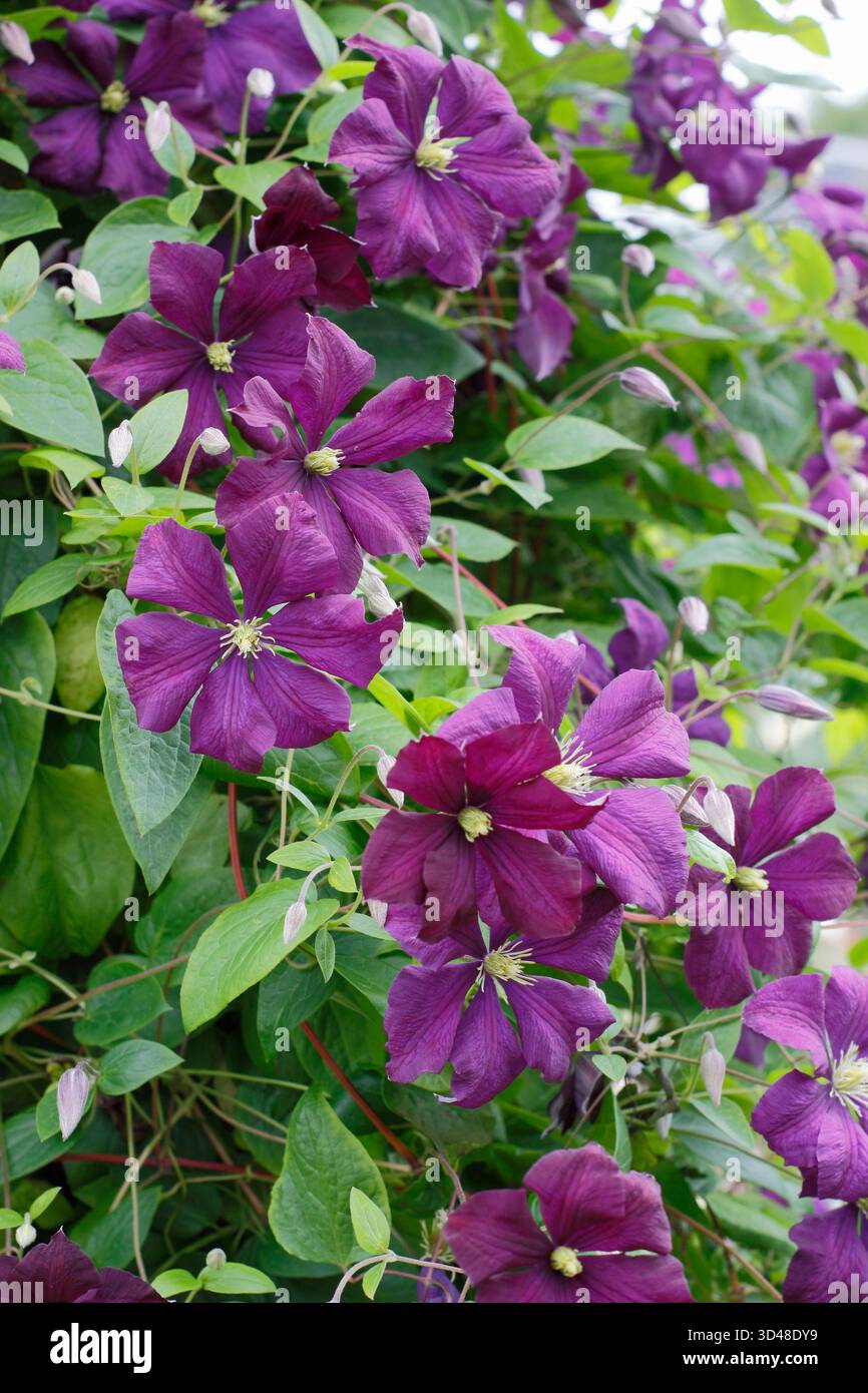 Clematis etoile violette Stock Photo - Alamy
