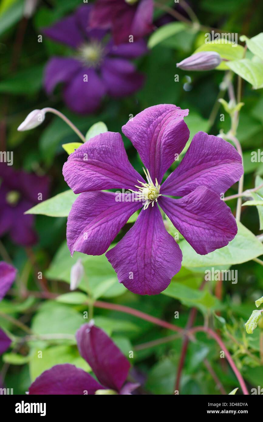 Clematis etoile violette Stock Photo - Alamy
