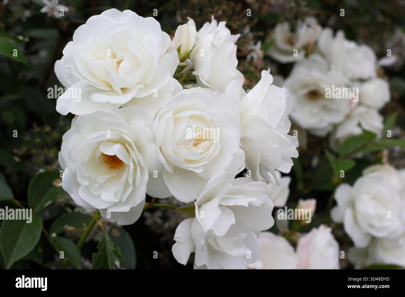 White double flowers of Rosa Iceberg, a bushy, floribunda shrub rose ...