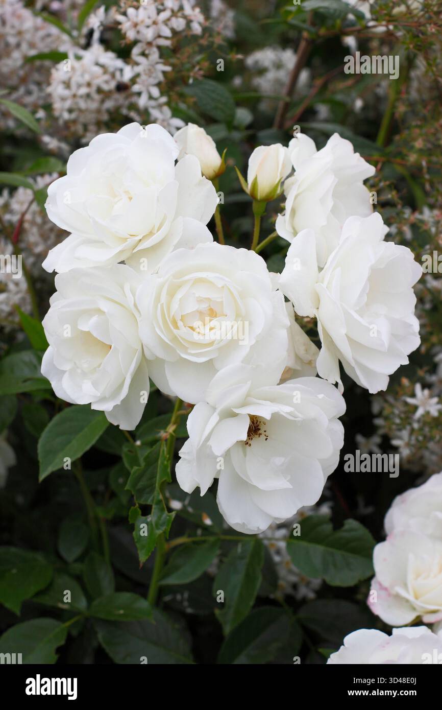 White double flowers of Rosa Iceberg, a bushy, floribunda shrub rose ...