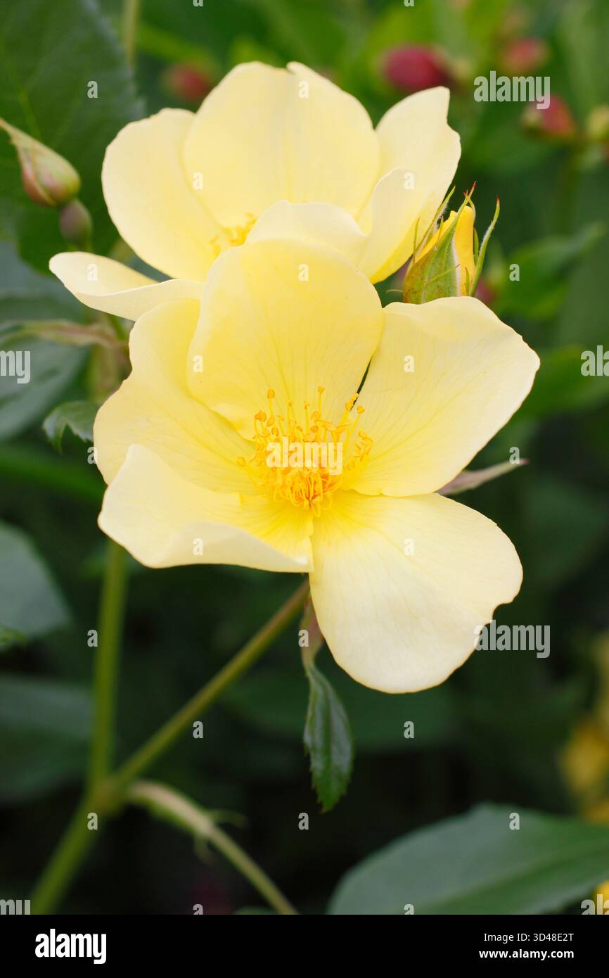 rosa tottering by gently Stock Photo - Alamy