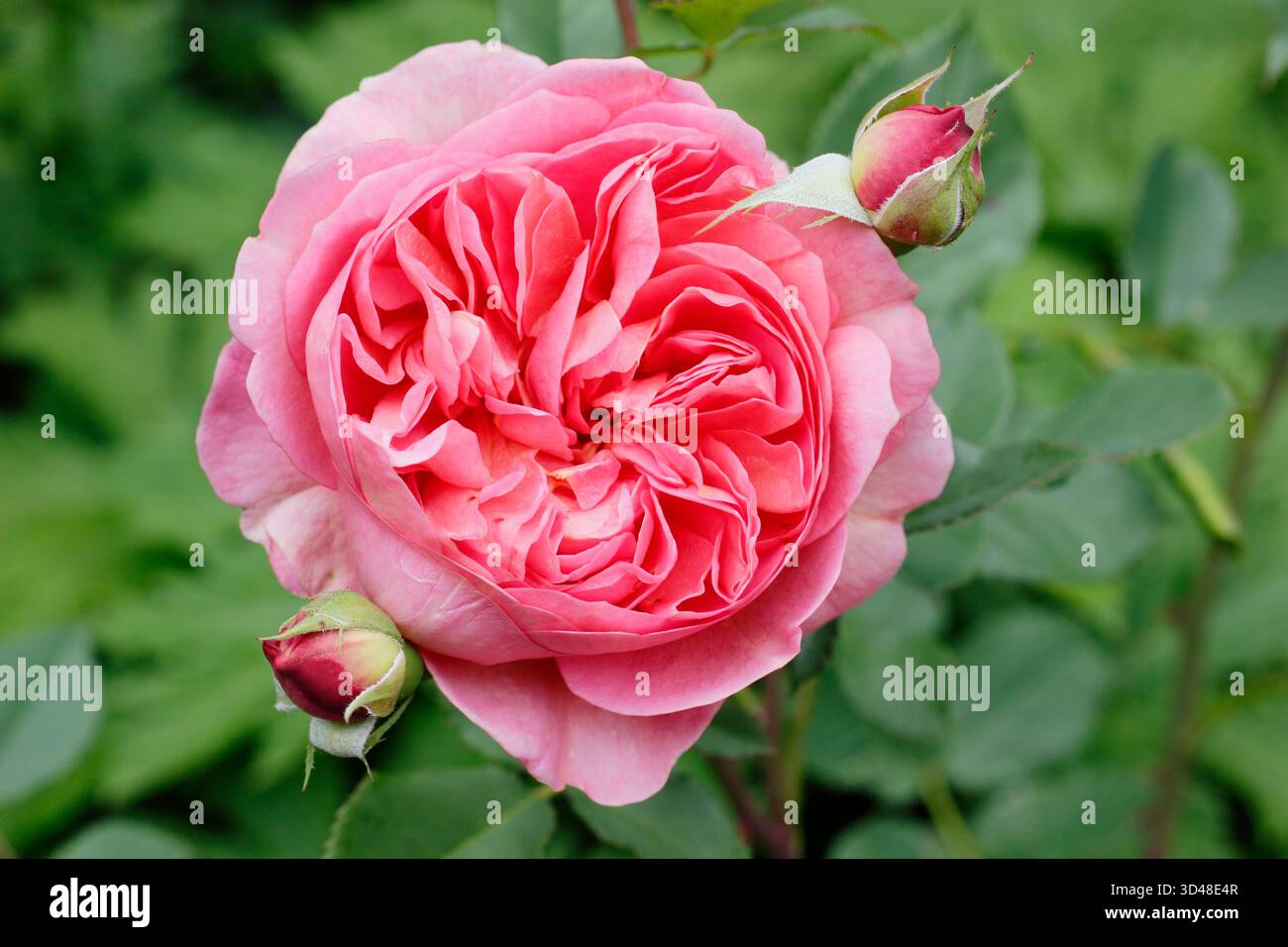 Rose. Rosa Boscobel, English shrub rose also called Auscousin, bred by ...