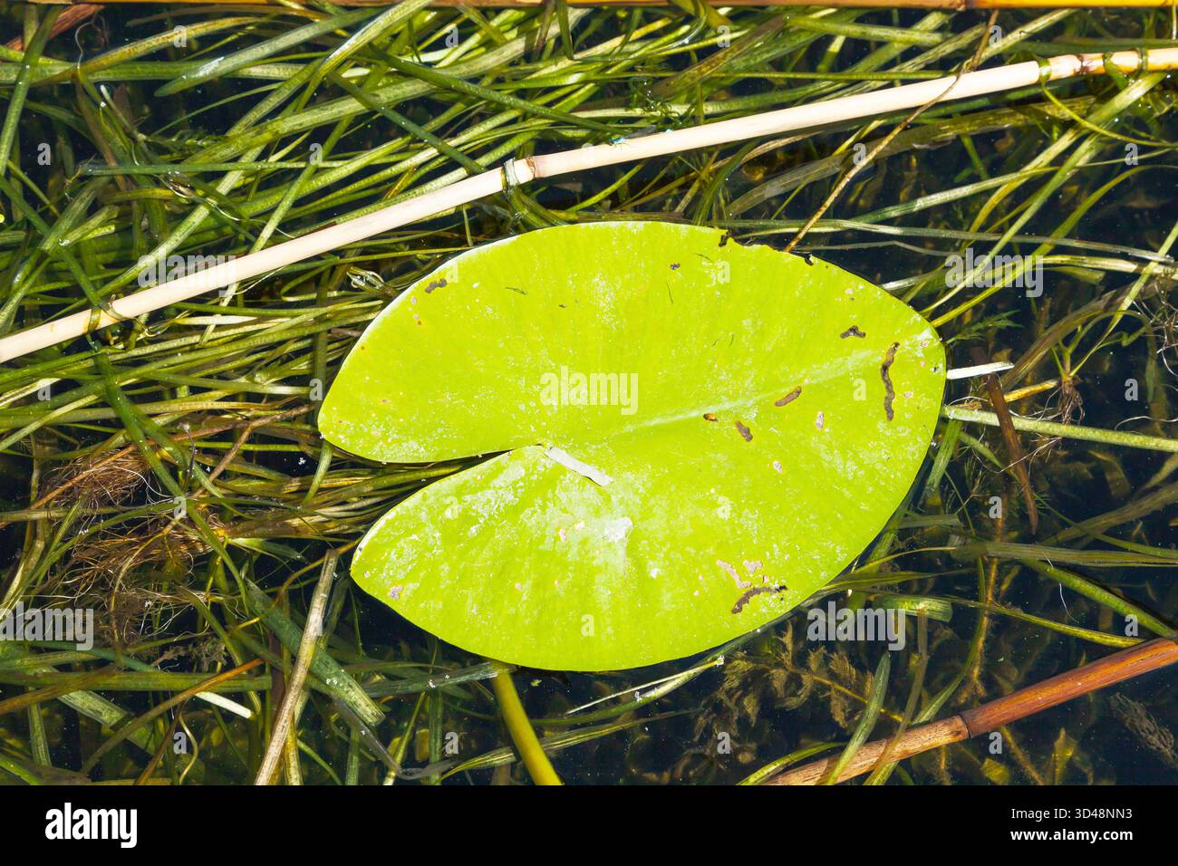 River backwater green algae hi-res stock photography and images - Alamy