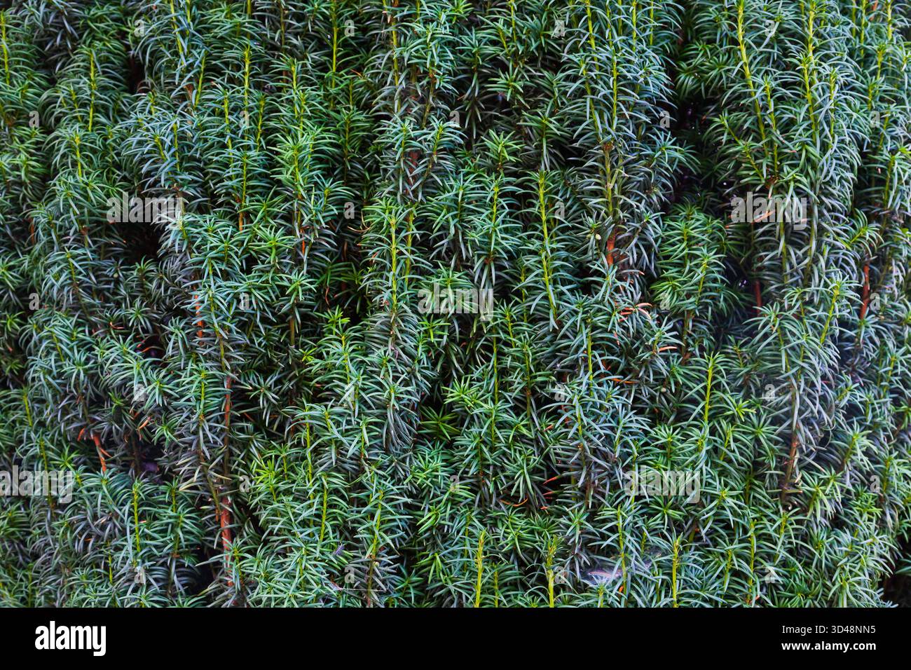Top evergreen thuja tree hi-res stock photography and images - Alamy
