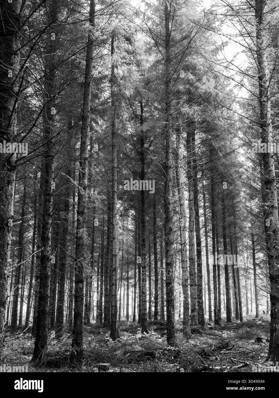 Forest habitat detail Black and White Stock Photos & Images - Alamy