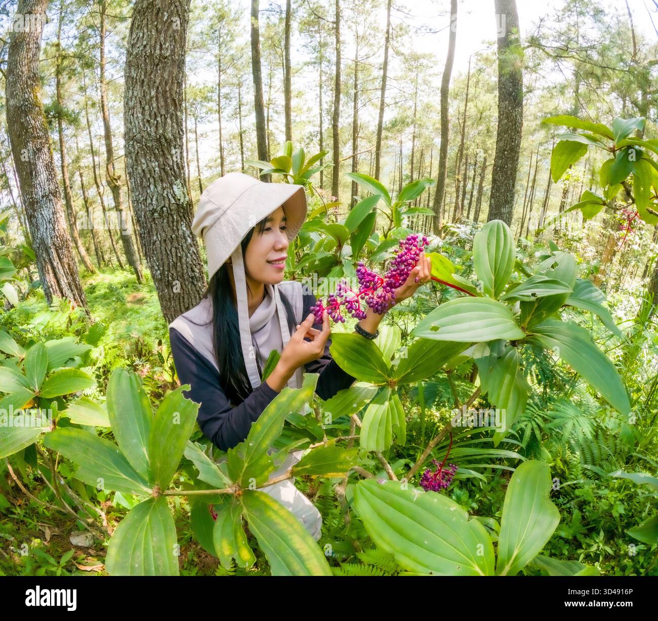 Asian woman enjoy harvesting Medinilla speciosa (Showy Asian Grapes ...