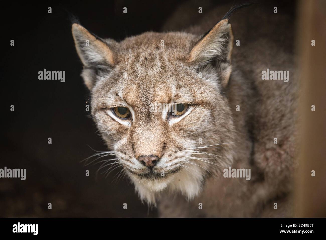 Ein Luchs steht im Wildpark Pforzheim in einem Gehege. Pforzheim Baden ...
