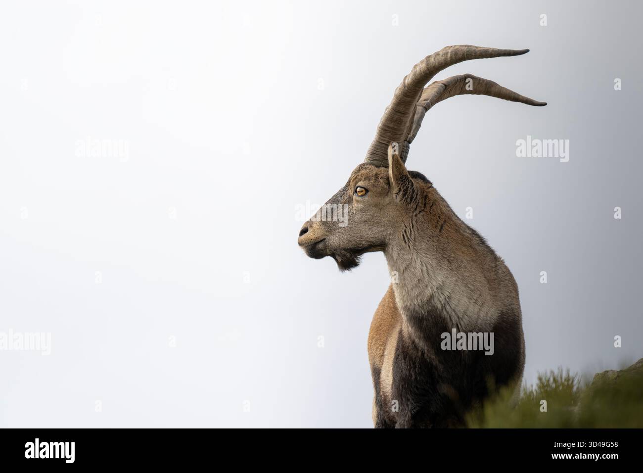 Strongfeatures hi-res stock photography and images - Alamy