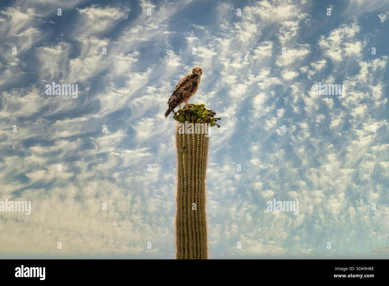 Saguaro cactus animal hi-res stock photography and images - Alamy