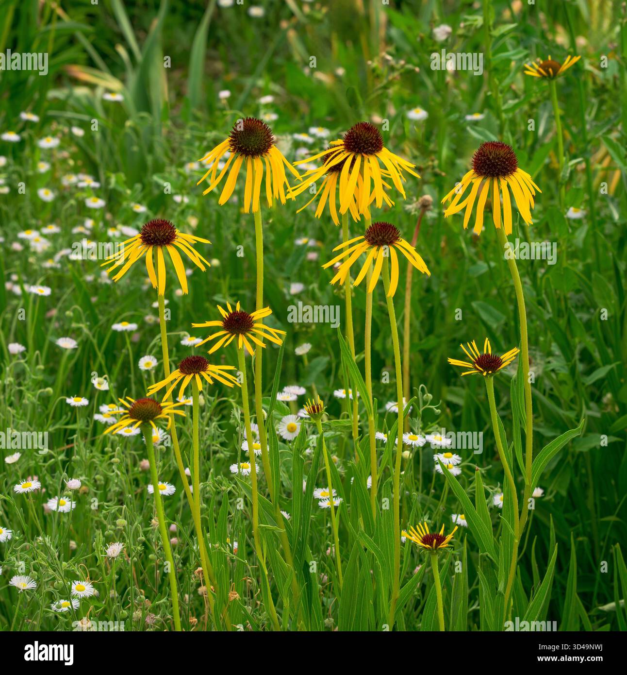 Close up of coneflower flowers or echinacea in the garden hi-res stock ...