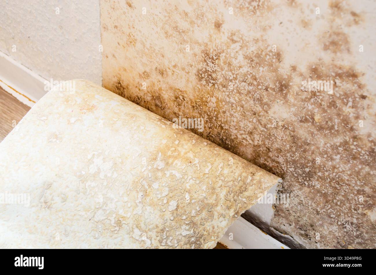 This image shows the effects of mold and mildew growth on a wall with ...