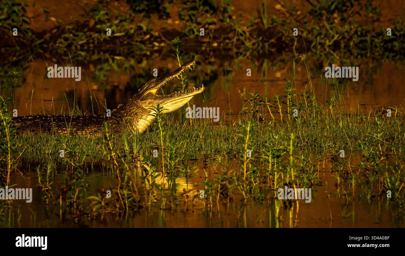 Nile crocodile killing fish hi-res stock photography and images - Alamy