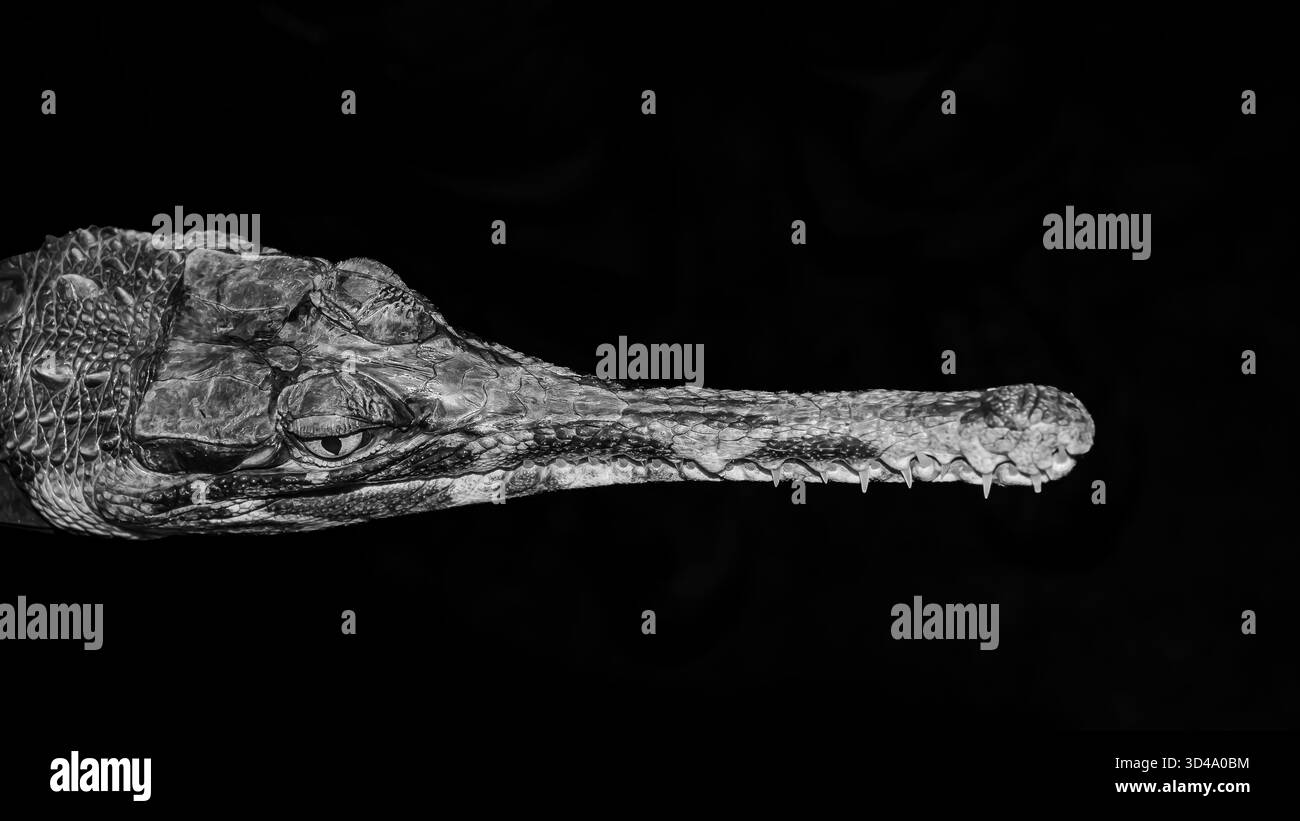 this amazing looking, juvenile tomistoma or false gharial is in the ...