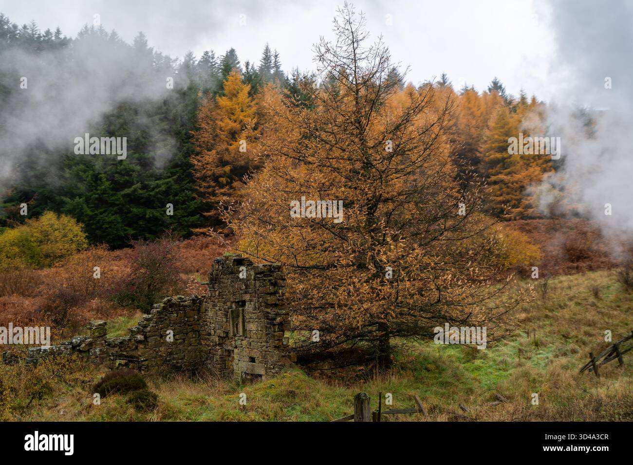 Autumn mist swirls around ruined stone building in Yorkshire moorland ...