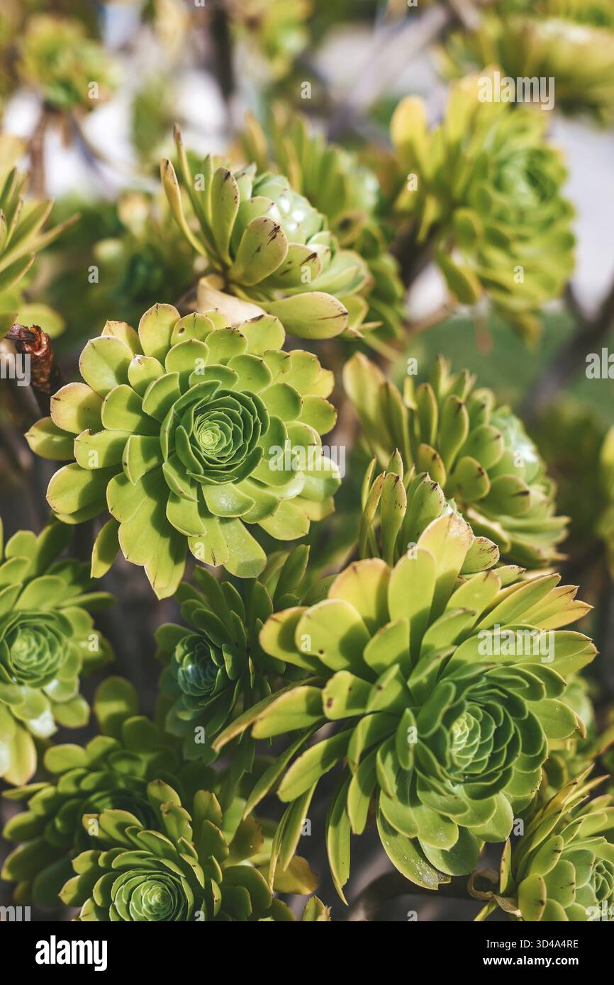 An Aeonium in a garden setting, displaying its ornamental qualities ...
