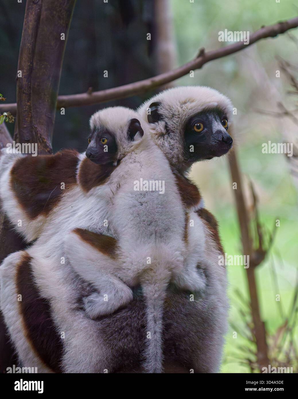 Cling care mother lemur hi-res stock photography and images - Alamy