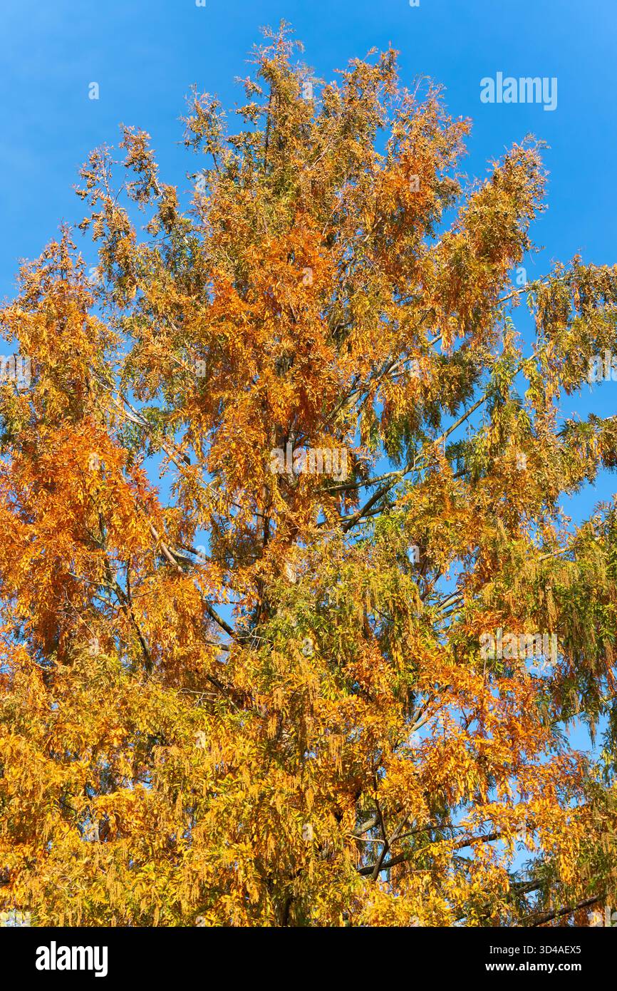 Tall bald cypress Taxodium distichum shows dense orange plumes of fall ...