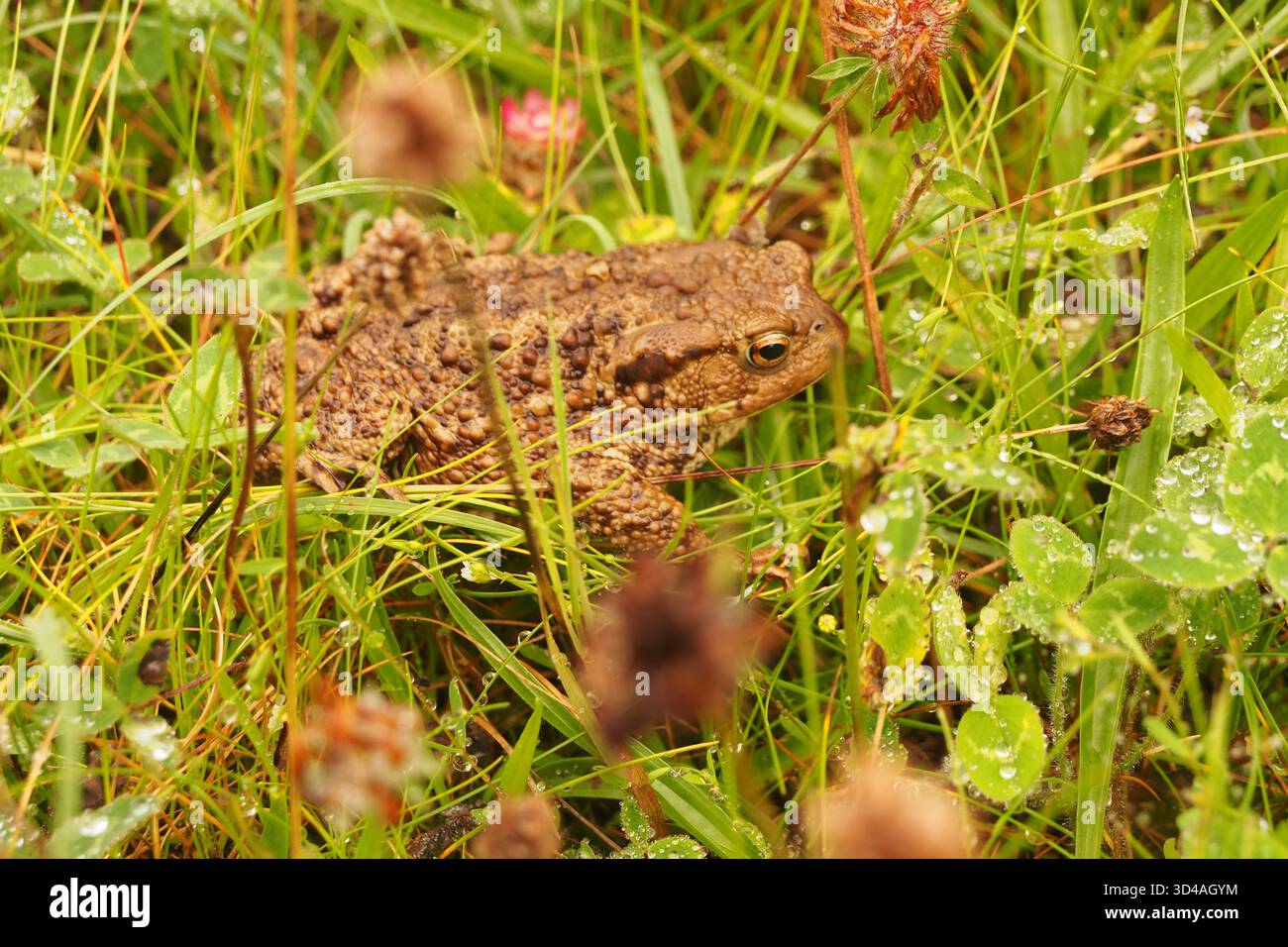 A Common Toad in amongst long damp grasses, showing it's warty body and ...